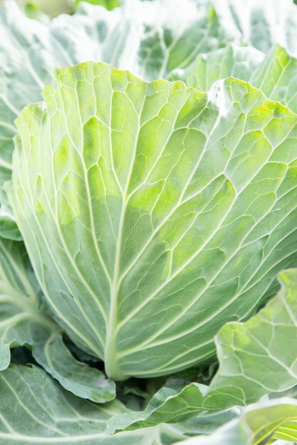 Close Up of Cabbage in Cabbage Farm Stock Photo - Image of growth, food ...