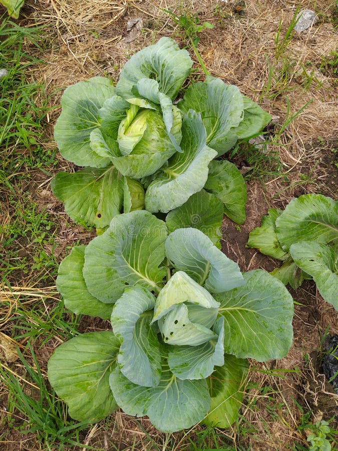 Cabbage on farm stock photo. Image of tree, soil, cabbage - 242971760