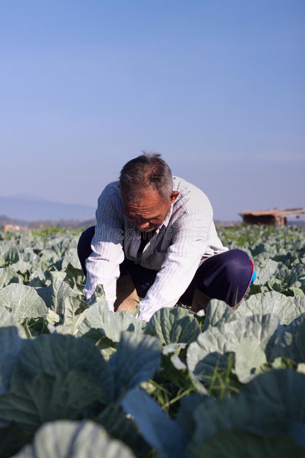Cabbage farm editorial image. Image of cabbage, agriculture - 47981135