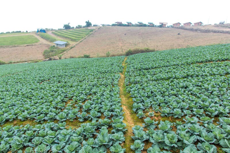 Cabbage farm stock image. Image of agriculture, plant - 47268333