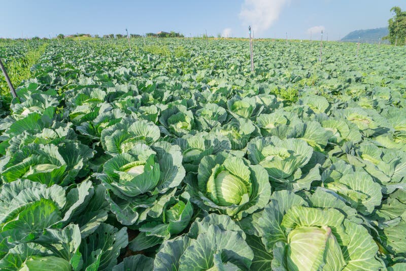 Cabbage farm stock image. Image of agriculture, background - 18605735