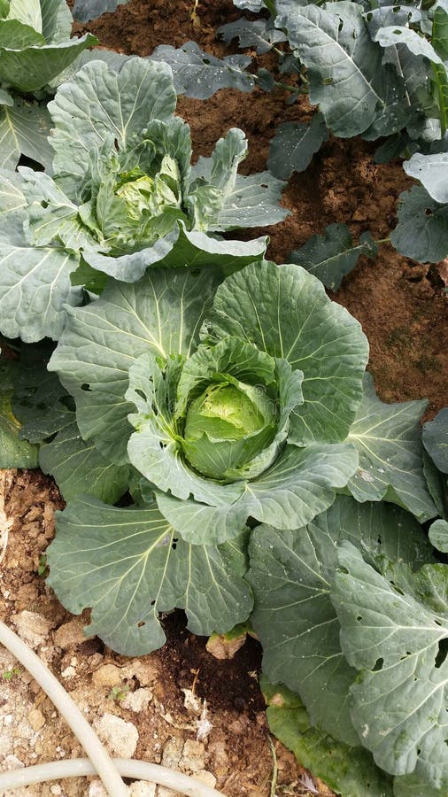 Cabbage Farm from Cameron Highlands Stock Image - Image of vegetables ...
