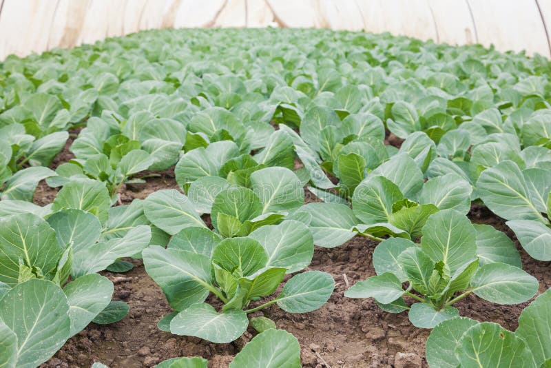 Cabbage on the Farm in Greenhouse Stock Photo - Image of environment ...
