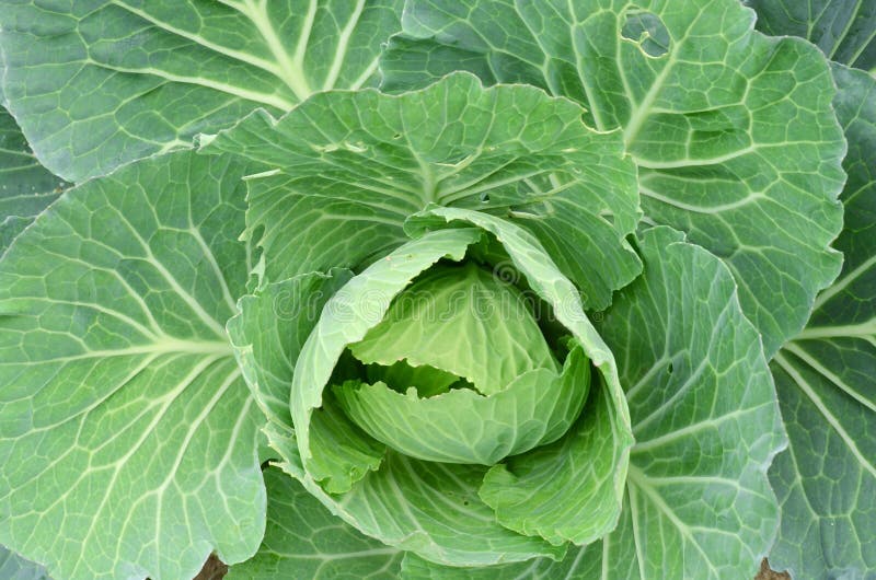 Cabbage farm stock image. Image of green, health, farm - 273734257