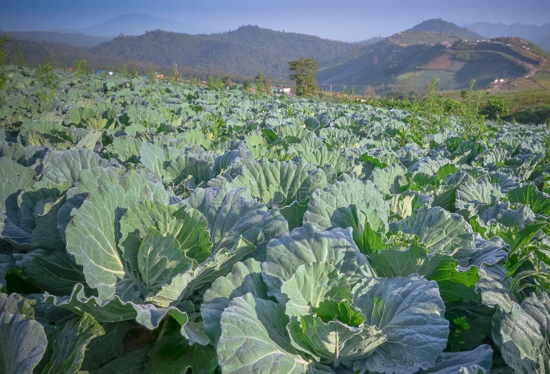 Cabbage farm stock image. Image of leaf, garden, brassica - 38941737