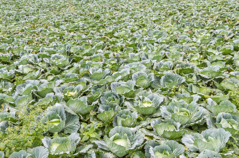 Cabbage Farm on Mountain in Thailand Stock Photo - Image of green, food ...