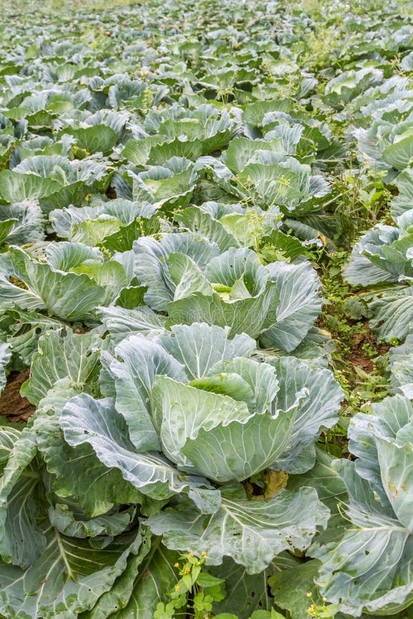 Cabbage farm on mountain. stock image. Image of salad - 53223163