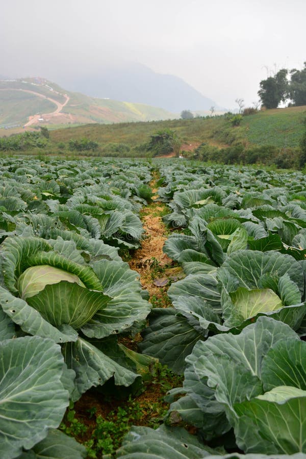 Cabbage farm stock image. Image of food, farm, thailand - 52327343