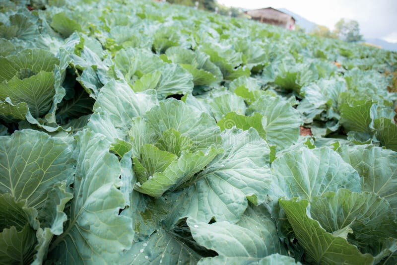 Cabbage in the farm stock image. Image of growpatch - 221775653