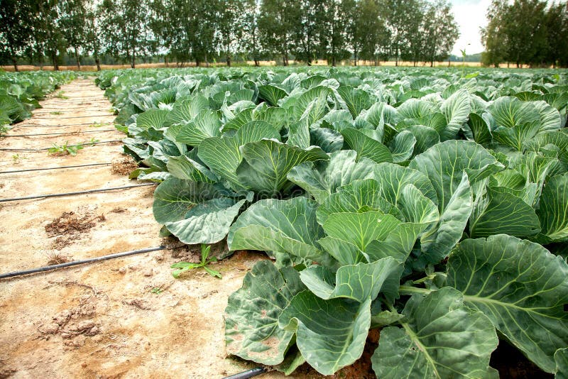 Cabbage on a Farmer`s Field Stock Photo - Image of clouds, close: 263263584