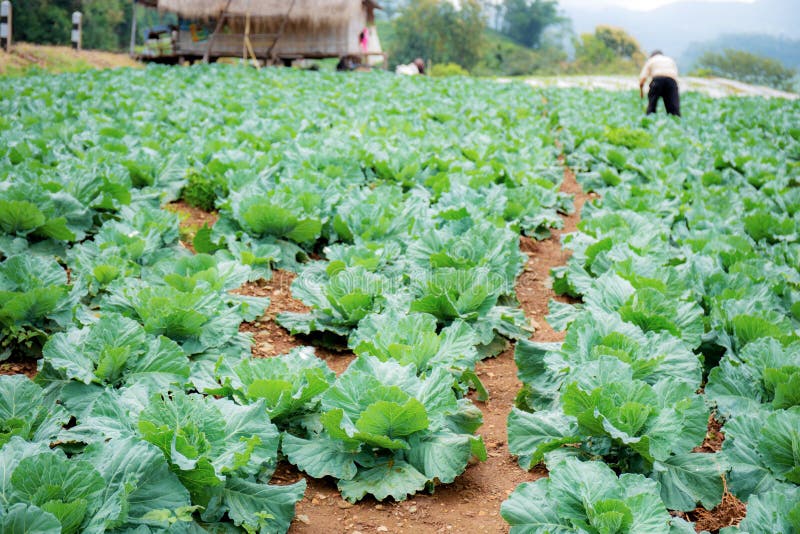 Cabbage with Farmers in Farm Stock Photo - Image of fresh, full: 221775664