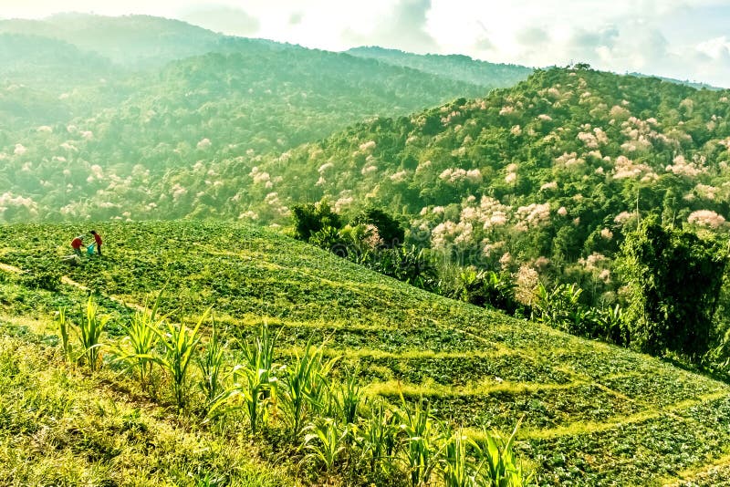 Cabbage farmers on a hill stock image. Image of beauty - 54201375