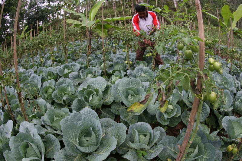 Cabbage editorial stock image. Image of greenhouse, garden - 35046759