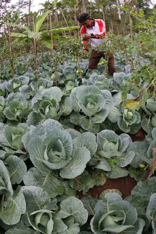 Cabbage editorial photo. Image of produce, indonesia - 35046766