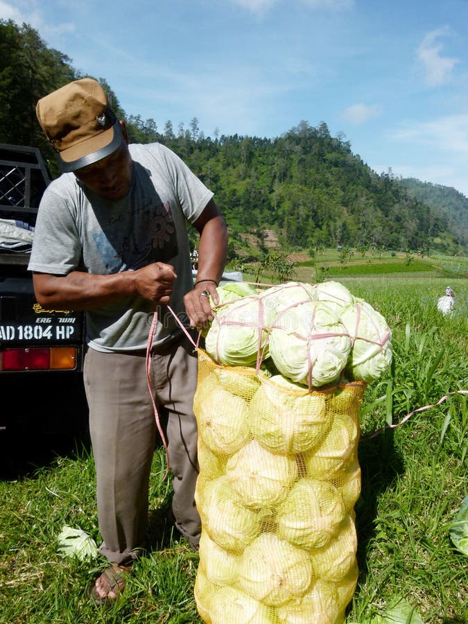 Cabbage editorial stock image. Image of garden, slopes - 70884904