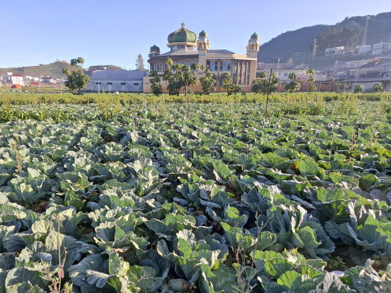 Cabbage Farming in the Dieng Plateau Wonosobo, Central Java in the ...