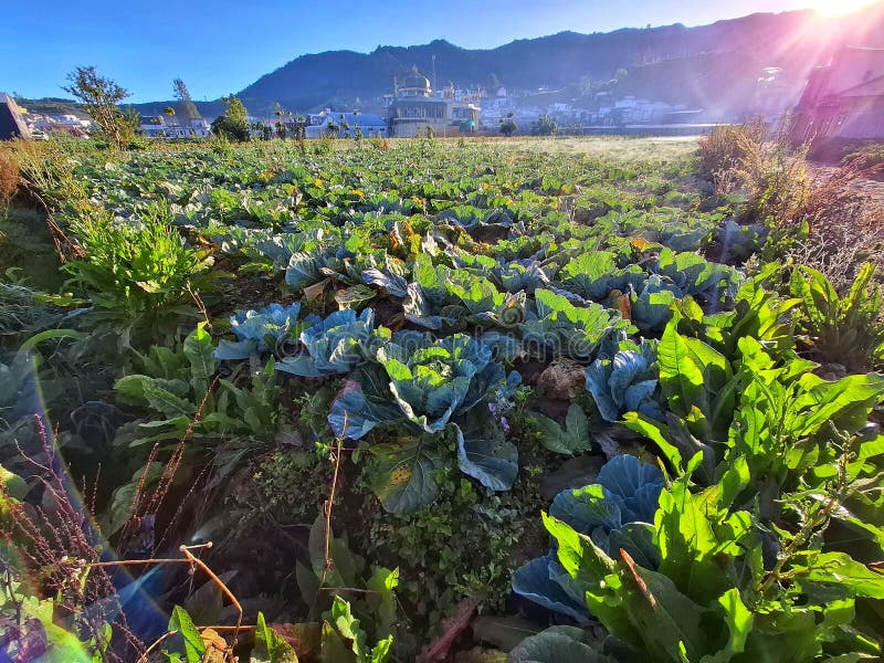 Cabbage Farming in the Dieng Plateau Wonosobo, Central Java in the ...