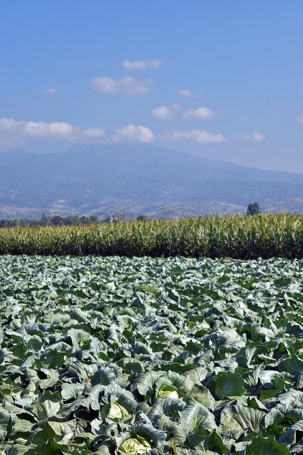 Cabbage Farming in a Village with Mountains in the Background Stock ...
