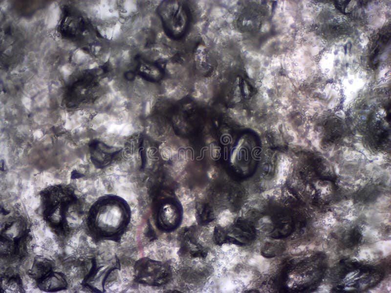 Cabbage Fibers Under a Microscope Stock Image - Image of fiber, nature ...