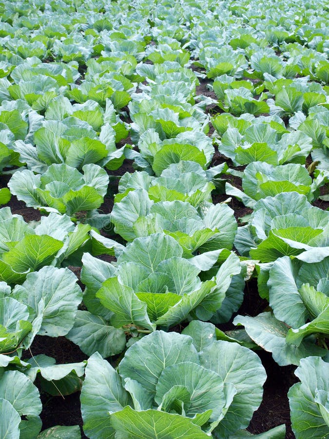 Cabbage Vegetable Field Farm Stock Photo - Image of greens, nutritious ...