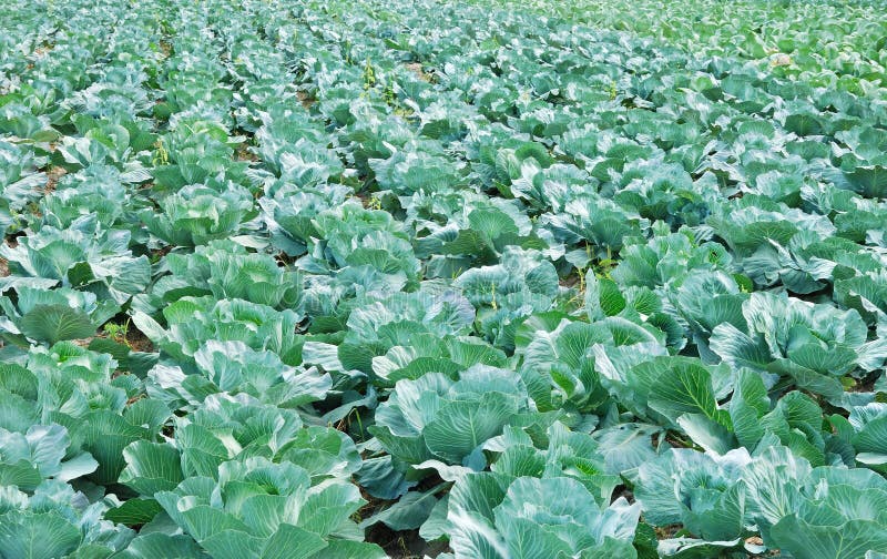 Cabbage field stock photo. Image of fresh, agriculture - 20723740