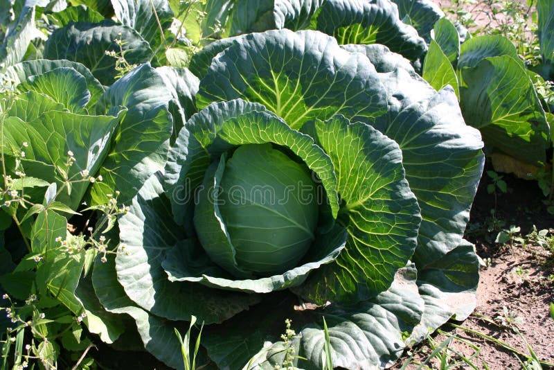 Cabbage in the FIeld stock image. Image of veggie, backlit - 245961