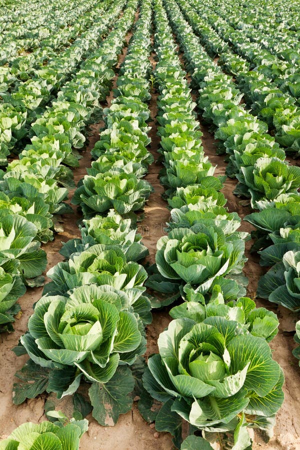 Cabbage stock image. Image of farm, field, organic, cabbage - 17332663