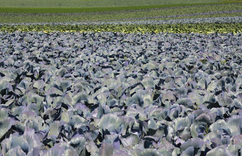 Cabbage Field stock image. Image of growing, farmer, harvest - 26455435