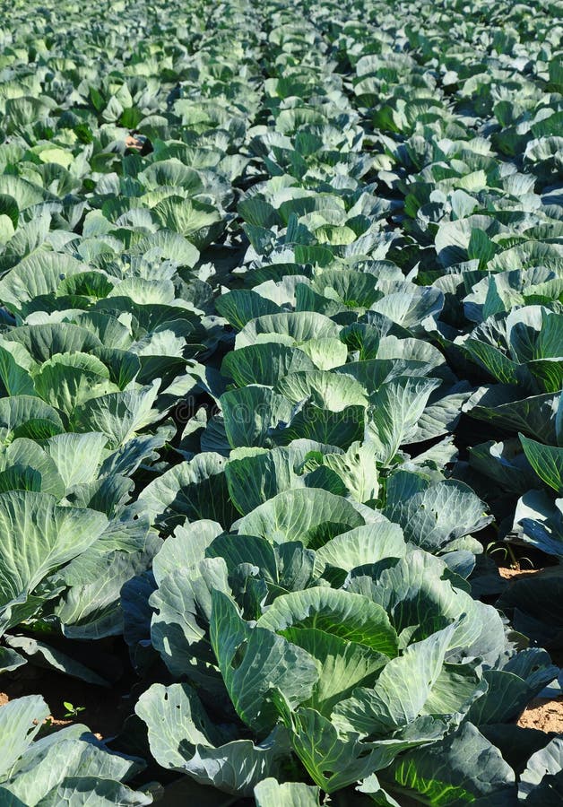 Cabbage field stock photo. Image of cabbage, rural, cultivated - 26667386