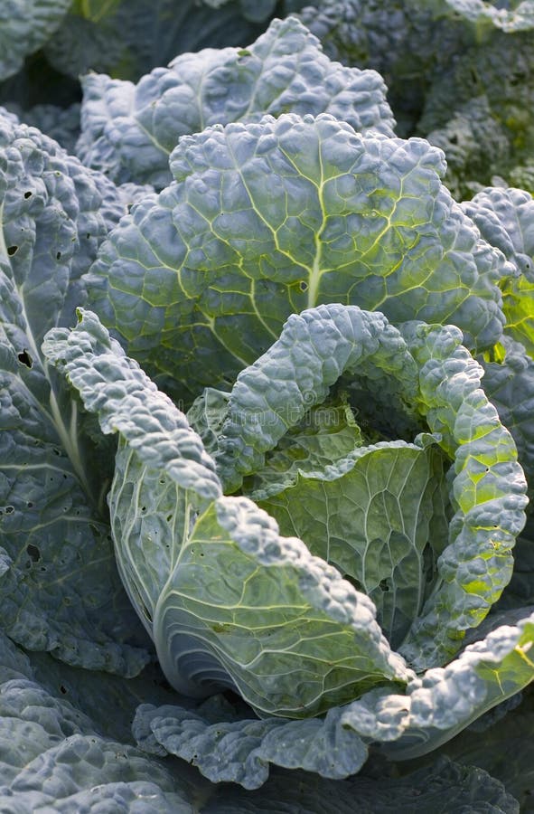Cabbage in field stock image. Image of summer, natural - 6970577