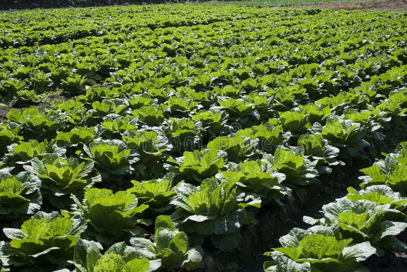 Cabbage Field Picture. Image: 8306280