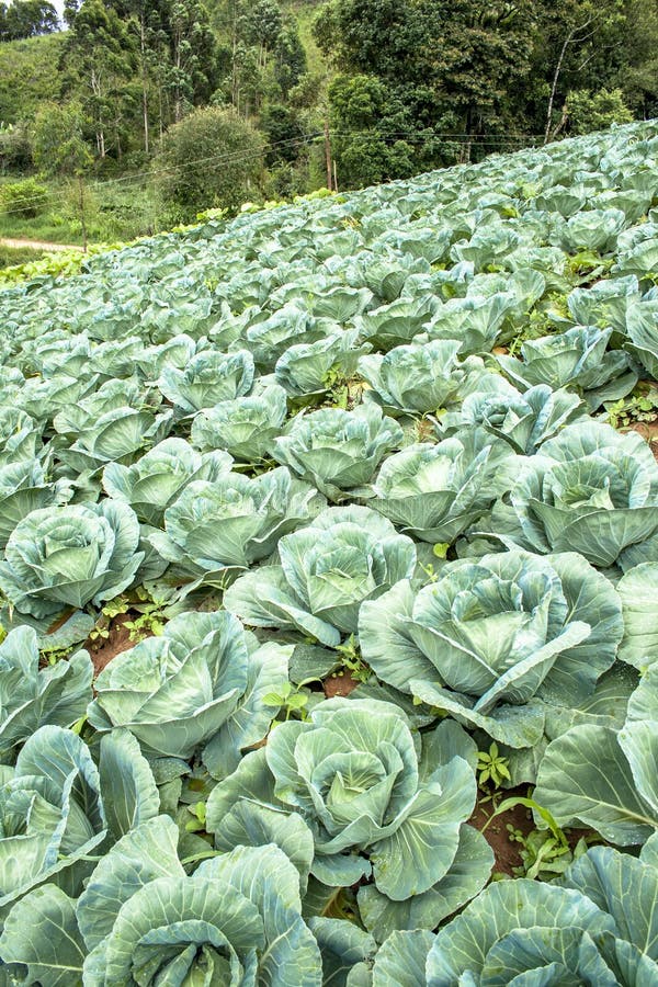 Cabbage field stock image. Image of cabbage, growing - 110572797
