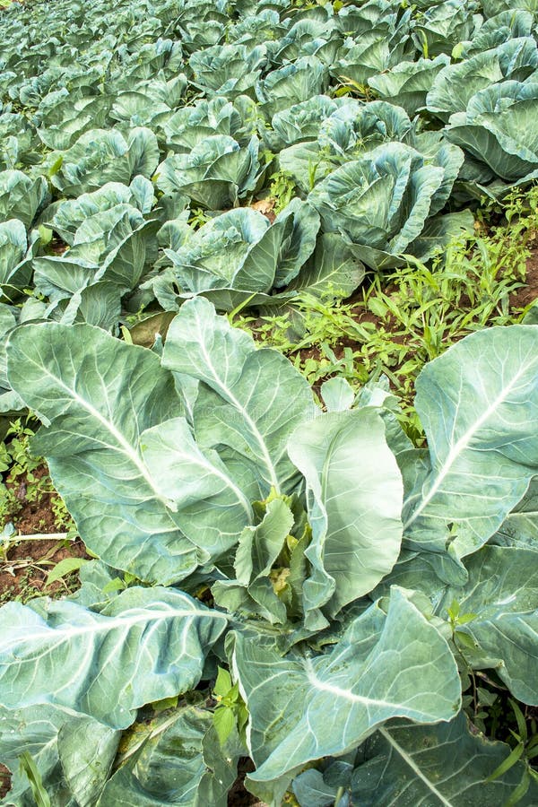 Cabbage field stock photo. Image of garden, crop, cultivate - 110573024