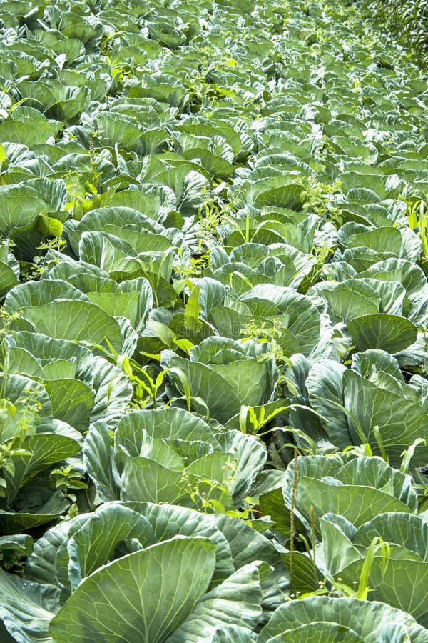 Cabbage field stock photo. Image of eating, farm, agricultural - 110573722
