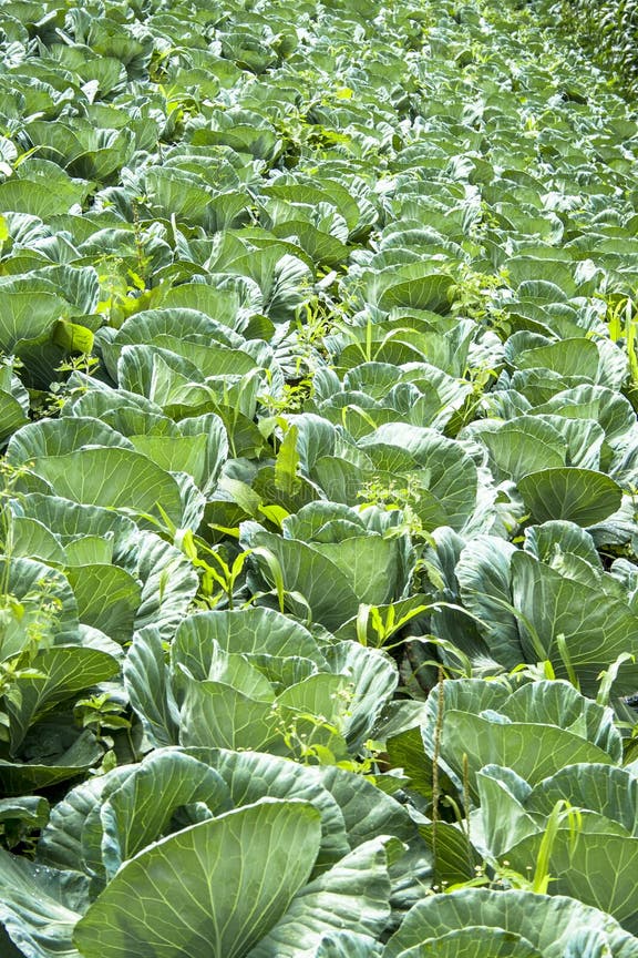 Cabbage field stock photo. Image of eating, farm, agricultural - 110573722