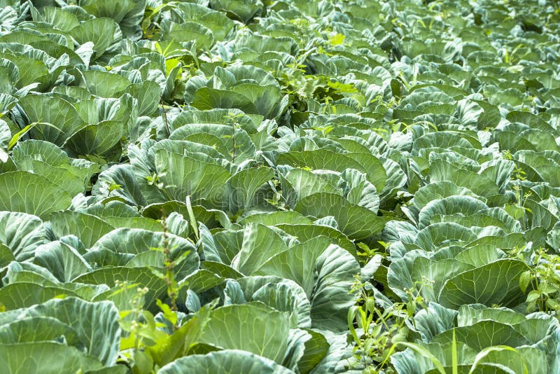 Cabbage stock image. Image of harvest, harvested, brazil - 110574061