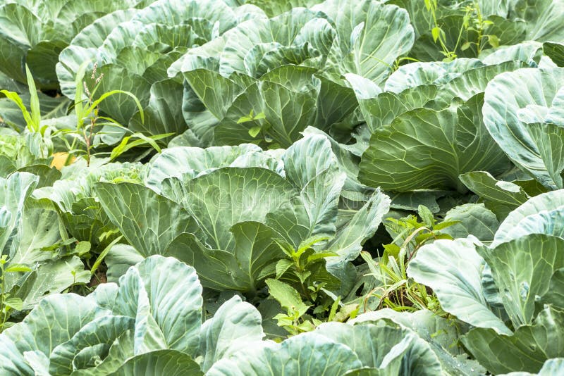 Cabbage field stock image. Image of cultivate, full - 110570053