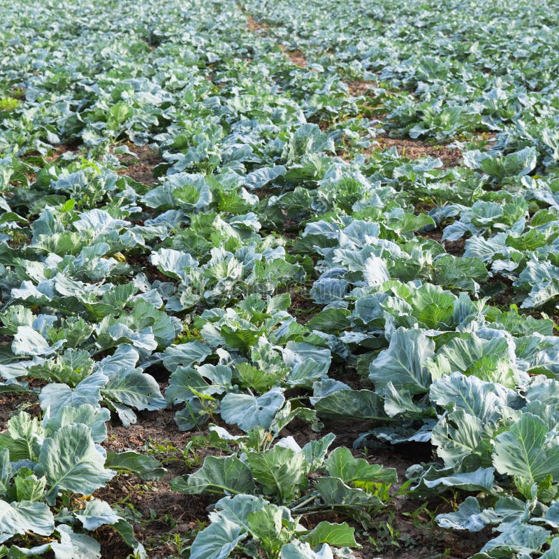 Cabbage field stock image. Image of head, leaf, grass - 136840823