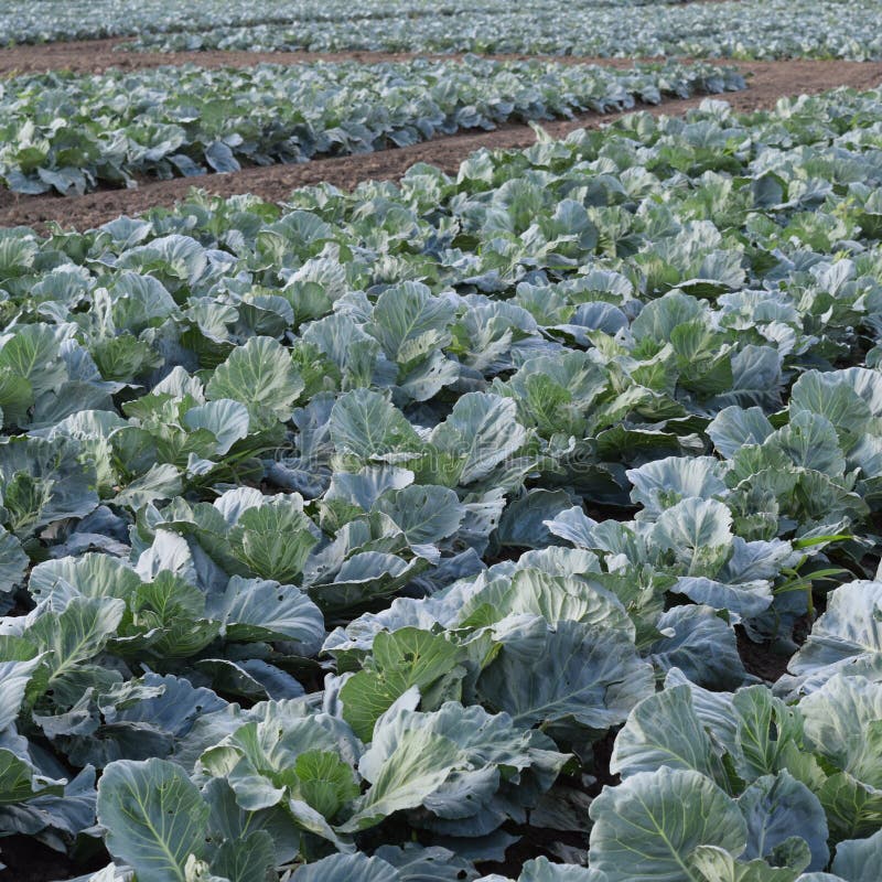 Cabbage field stock photo. Image of agricultural, green - 141459506