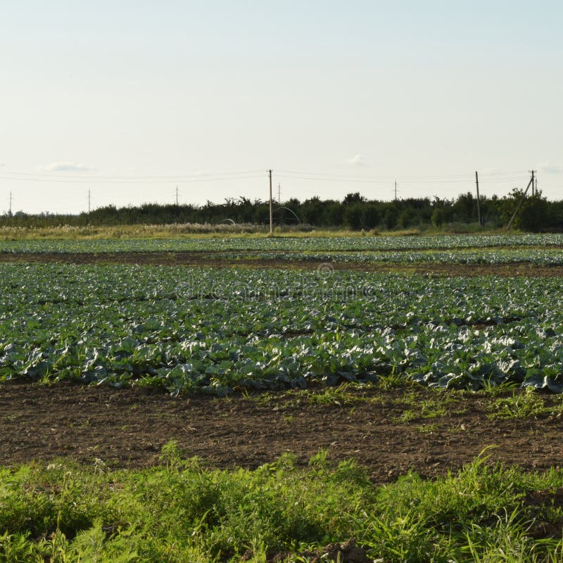 Cabbage Field. Cultivation of Cabbage in an Open Ground in the Field ...