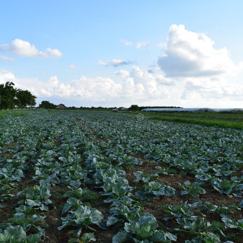 The cabbage field stock image. Image of field, fresh - 141459939