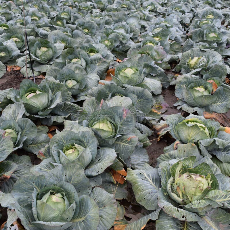The cabbage field stock photo. Image of grow, farming - 141460220