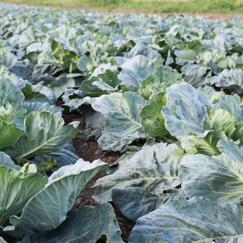 Cabbage Field. Cultivation of Cabbage in an Open Ground in the Field ...