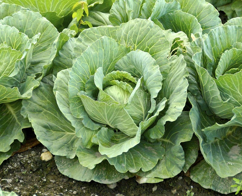 Cabbage field stock photo. Image of bright, growth, green - 44110674