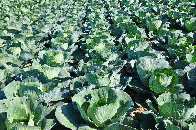 Cabbage field stock image. Image of cabbage, rural, cultivated - 65605403