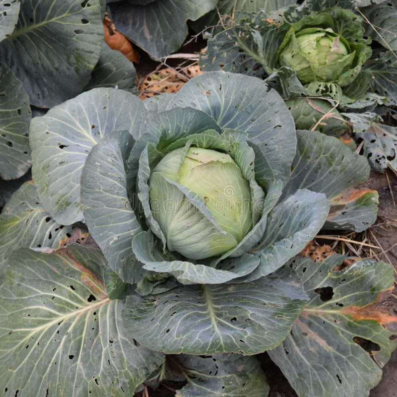 Cabbage Field. Cultivation of Cabbage in an Open Ground in the Field ...