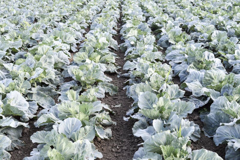The cabbage field stock photo. Image of horizon, cabbage - 101667986
