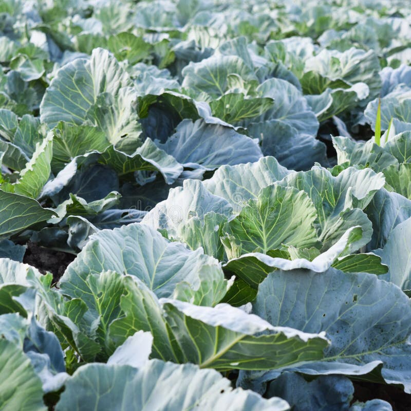 Cabbage field stock photo. Image of earth, blossom, horizon - 136340680