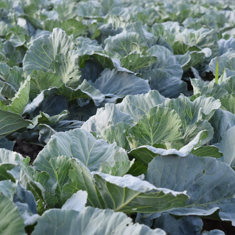 Cabbage field stock photo. Image of green, fresh, field - 141459416