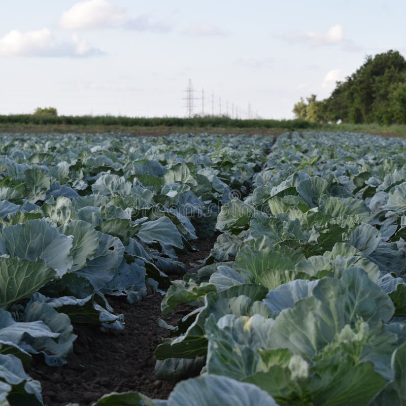 Cabbage field stock image. Image of agriculture, green - 141459457